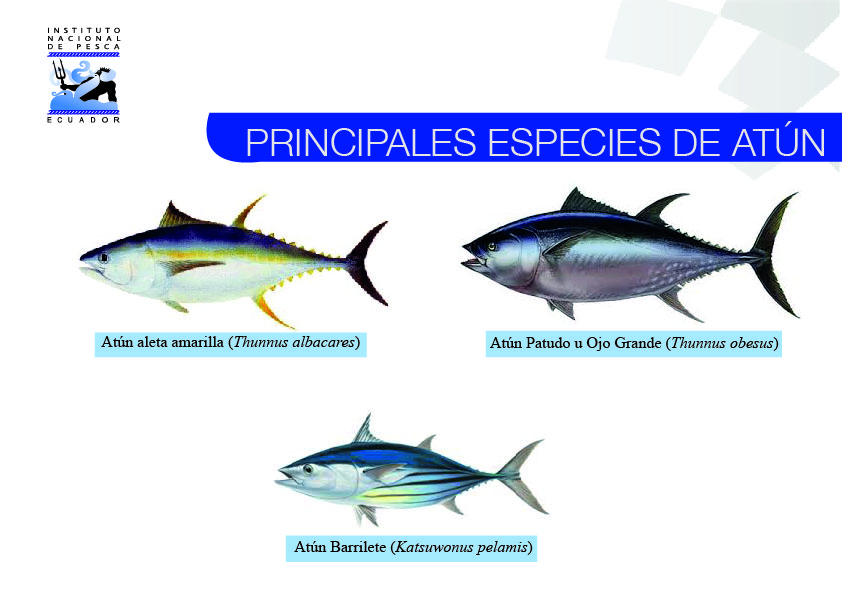 Atún | Instituto Nacional de Pesca